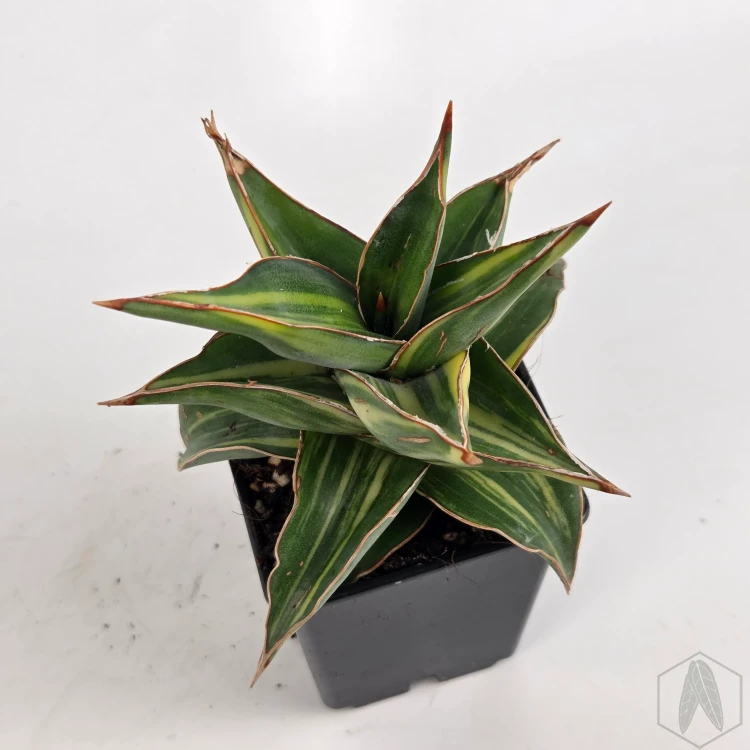 Sansevieria kimayo variegata Roślinna Dżungla - Rośliny kolekcjonerskie