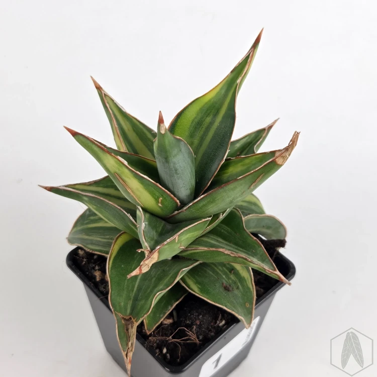Sansevieria kimayo variegata Roślinna Dżungla - Rośliny kolekcjonerskie