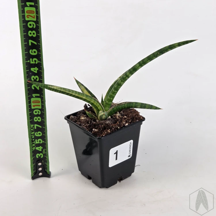 Sansevieria Balyi variegata Roślinna Dżungla - Rośliny kolekcjonerskie